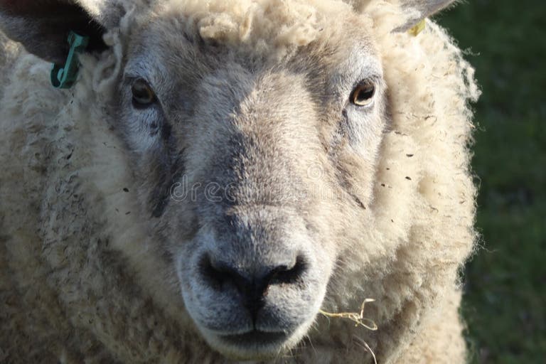 Closeup of a Large White Sheep Looking at the Camera Stock Photo ...