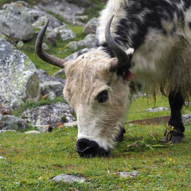 Closeup of a Large Yak Standing in a Vast, Grassy Field. Stock Image ...
