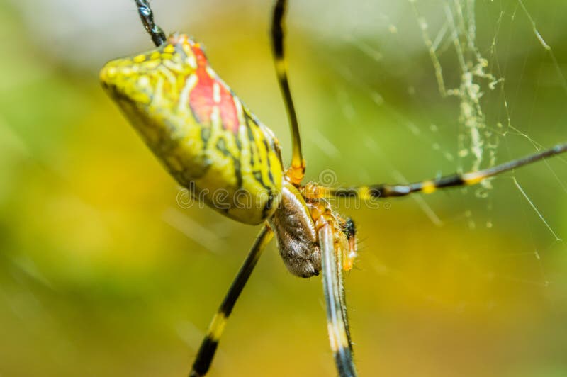 Closeup of a Large Yellow and Black Garden Spider Stock Image - Image ...