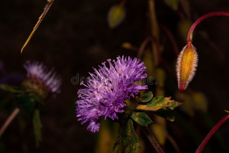 Closeup of a Larkdaisy (Centratherum Punctatum) Stock Photo - Image of ...