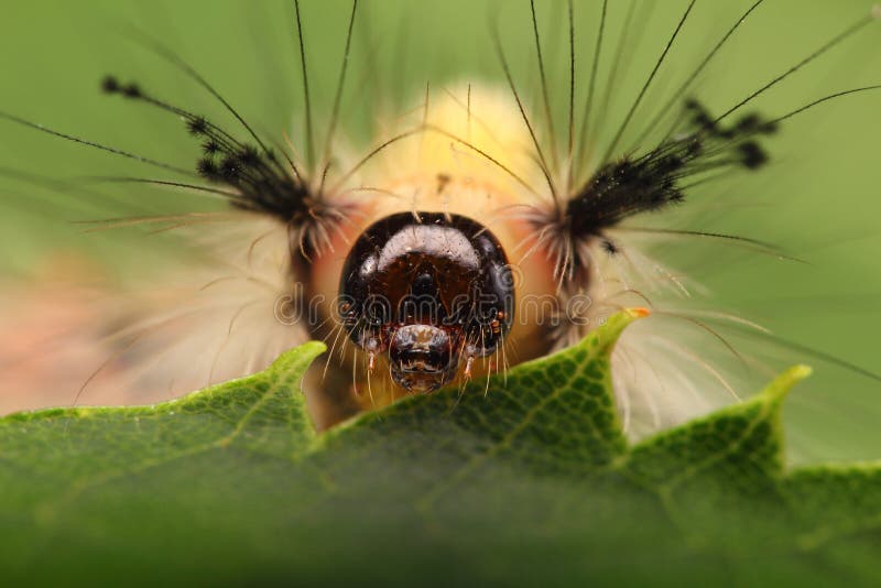 Closeup of a larva stock image. Image of shot, macro - 26289913