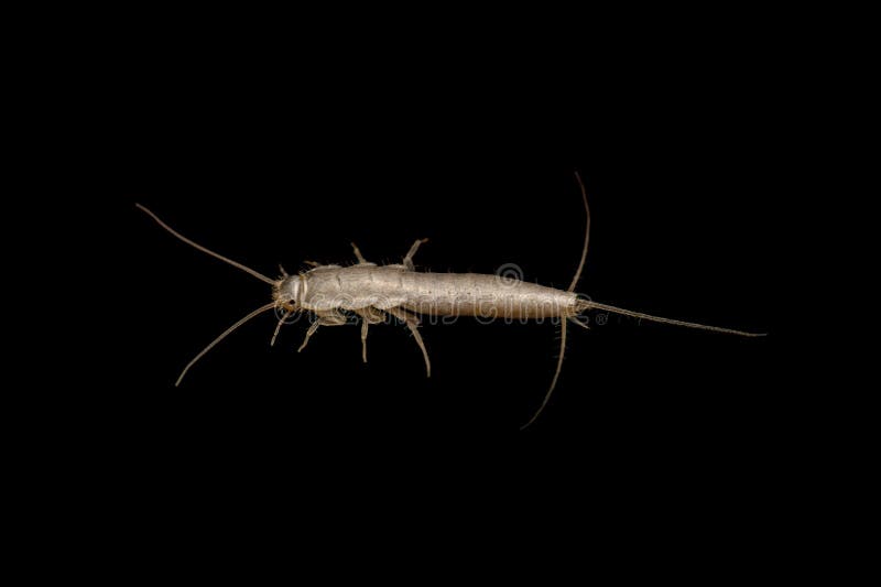 Closeup Lateral View Silverfish Stock Photos - Free & Royalty-Free ...