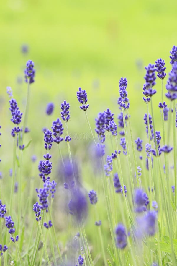 Closeup of Lavender Flowers Stock Image - Image of nature, botany: 26473705
