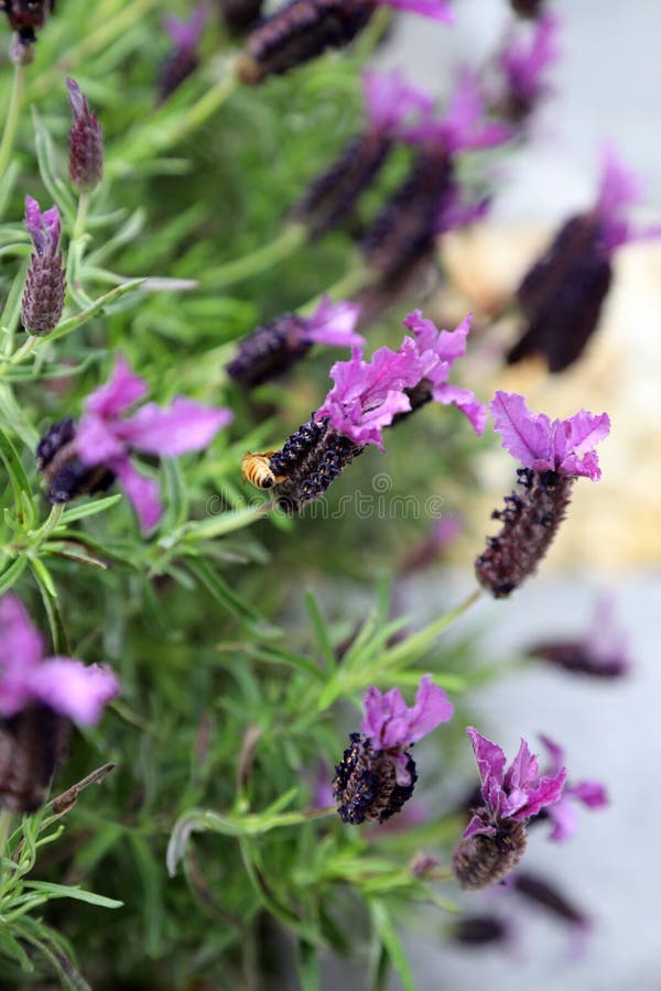 Lavender Bees Border Stock Photos - Free & Royalty-Free Stock Photos ...
