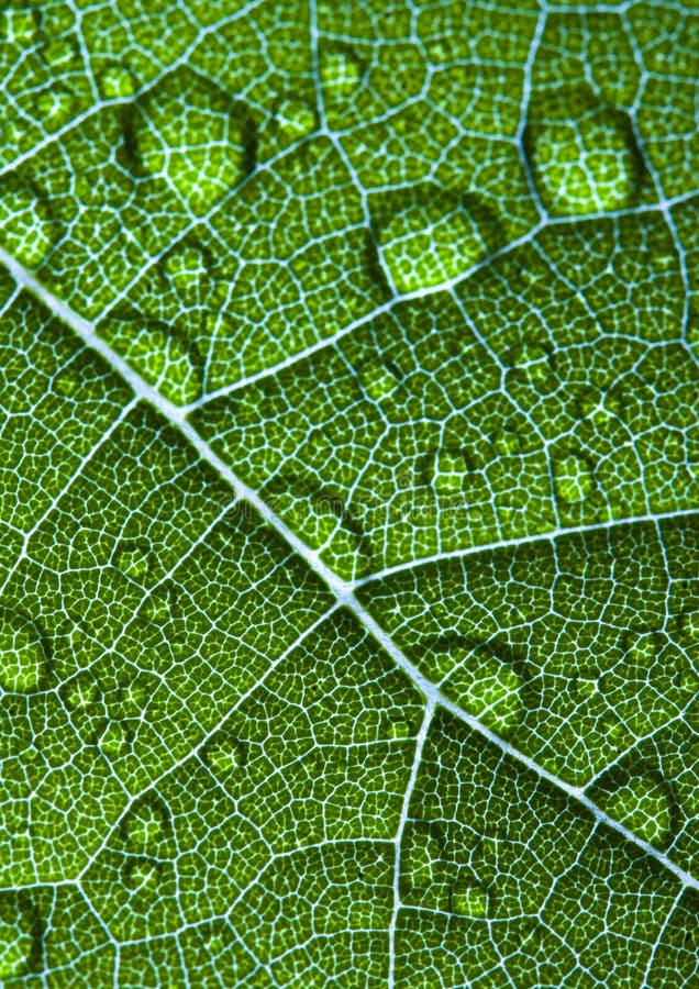 Leaf ribs and veins stock image. Image of shape, plant - 23709433