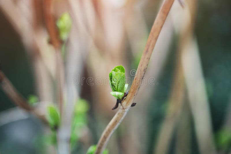 Closeup Leaf Buds Ready To Burst, Spring Green Nature Stock Photo ...