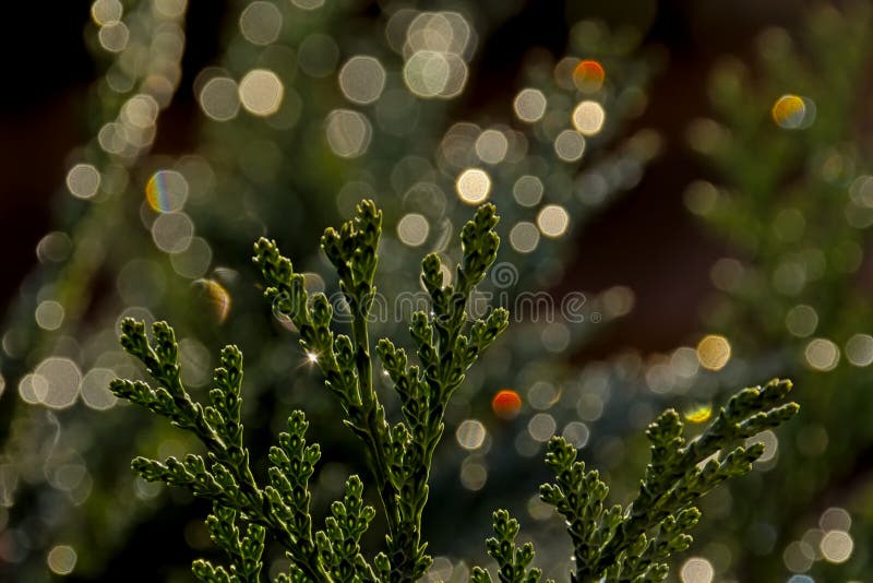 Closeup of the Leaf of a Cedar Conifer, Thuja Stock Photo - Image of ...
