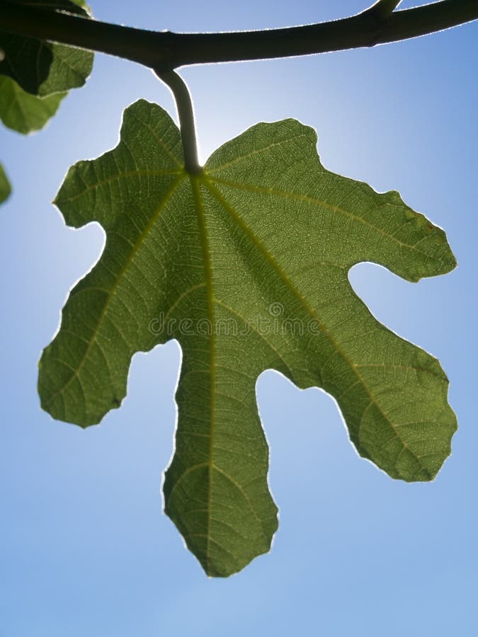 Closeup of the Leaf of a Fig at Back Light Stock Photo - Image of ...