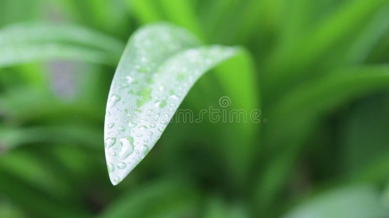 Closeup Leaf Plants with Water Drops after Rain. Zoom in Focus Effect ...