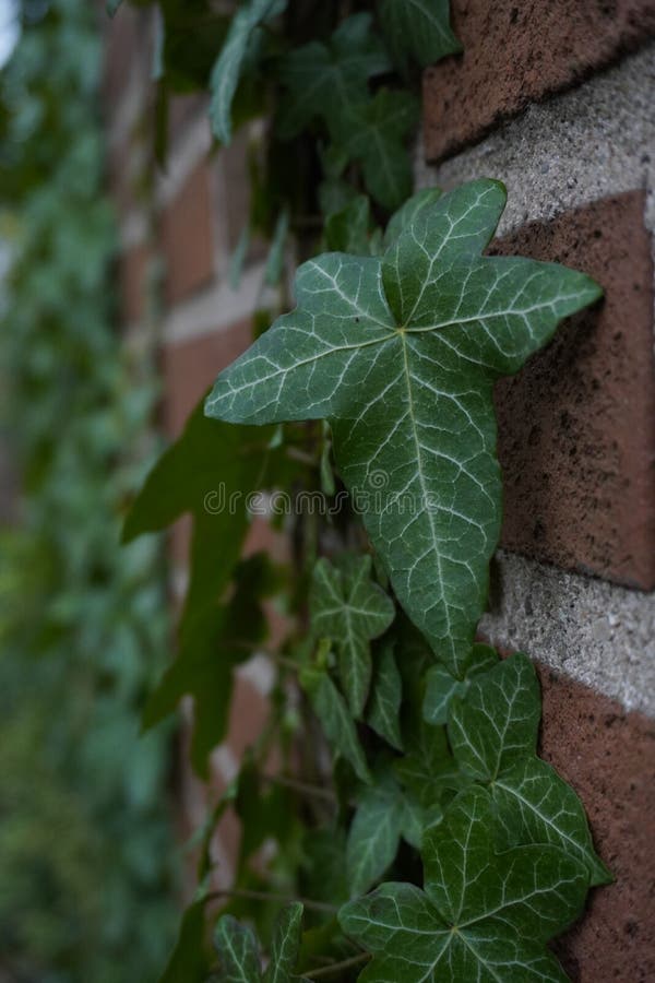Closeup of a Leaf on a Red Brick Wall. Stock Image - Image of flora ...