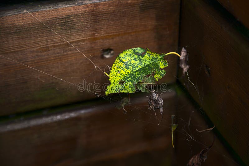 Closeup of a Leaf in a Spider Web Stock Photo - Image of healthy, green ...
