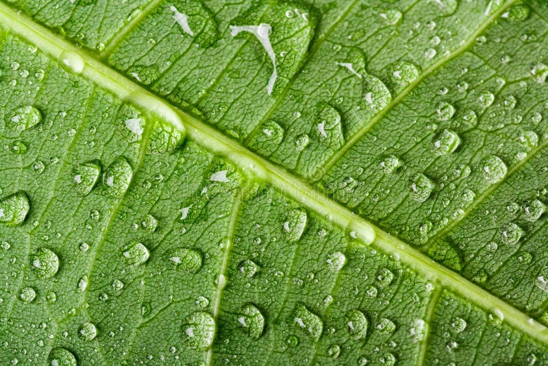 Leaf texture stock image. Image of biology, fresh, flora - 83547743
