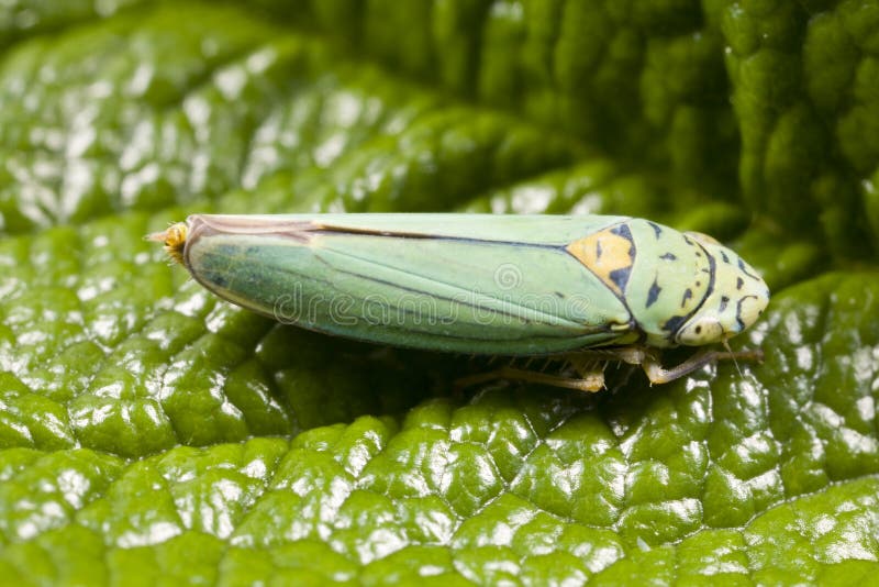 Closeup of leafhopper stock photo. Image of leaf, hemiptera - 5878248