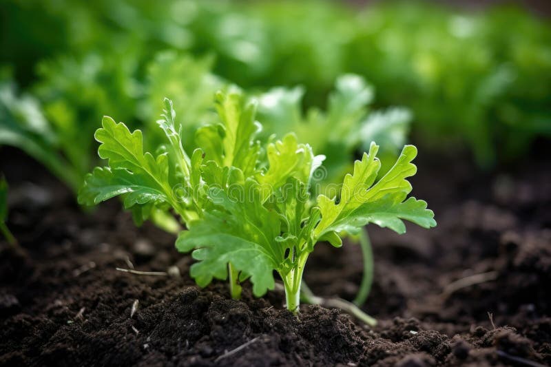Closeup of a Leafy Green Plant Growing in Soil Stock Image - Image of ...