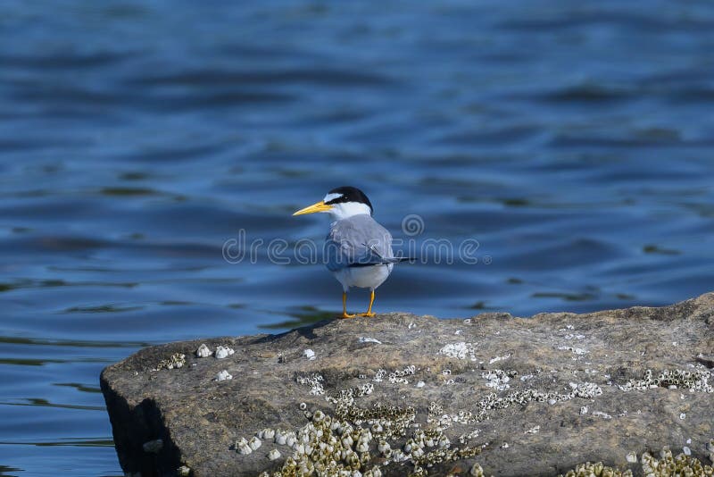 Closeup of a Least Tern Standing on a Rock at a Beach Stock Image ...