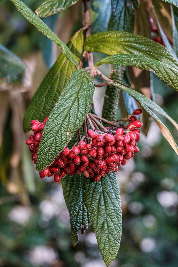 A Closeup of Leatherleaf Viburnum Plant Stock Photo - Image of shrub ...