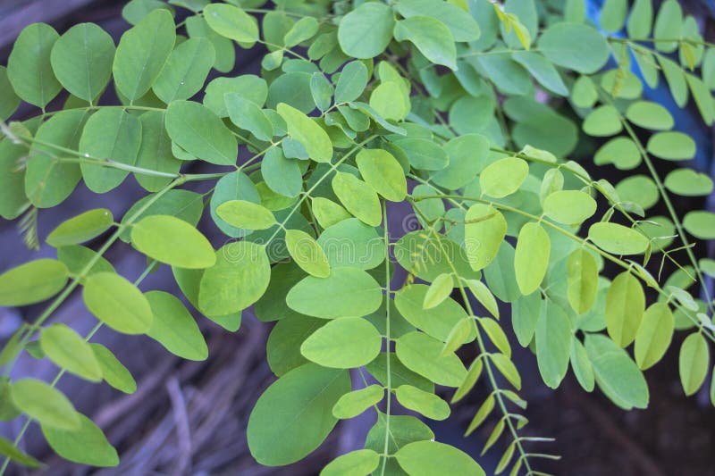 A Closeup of the Leaves and Branches of Acacia Tree Stock Photo - Image ...