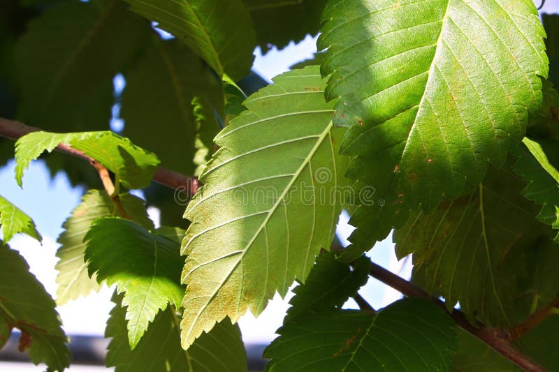 Closeup of the Leaves on a Brandon Elm Tree with Underside Stock Image ...