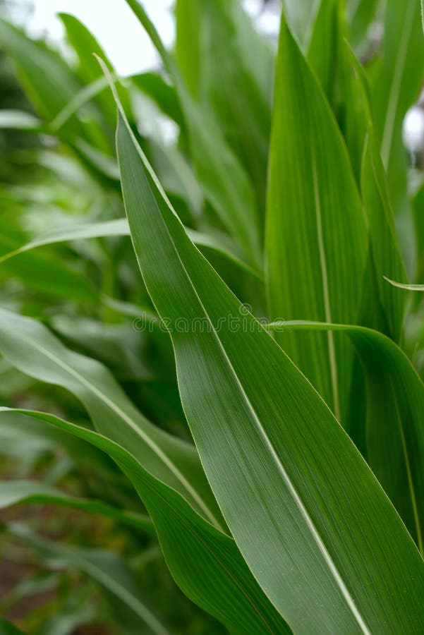 Closeup leaves of corn stock image. Image of corn, scene - 32390171