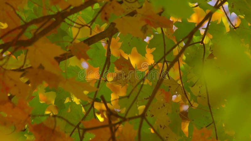 Closeup of Leaves Fluttering in Beautiful Fall Colors Stock Video ...