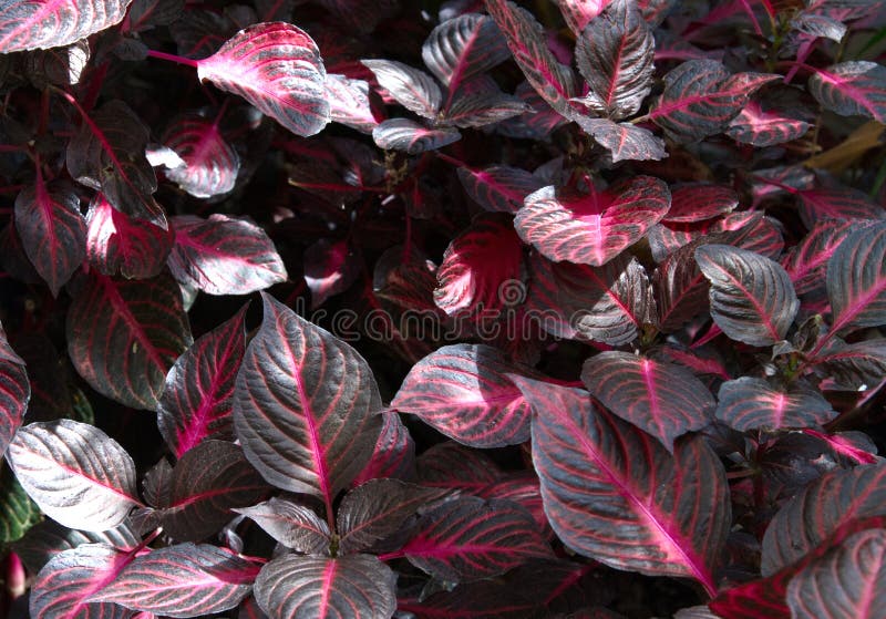 Iresine diffusa plant stock photo. Image of amaranthaceae - 383256088