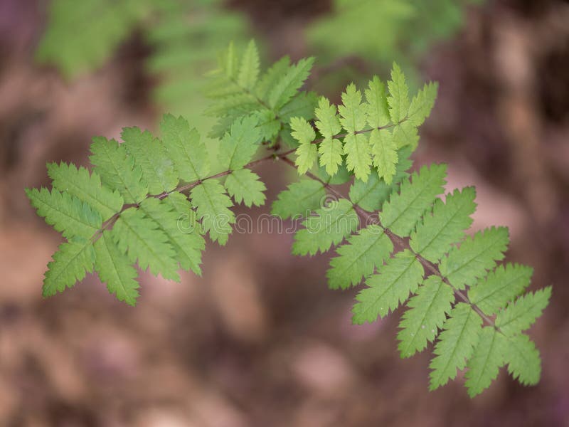 Closeup of Leaves of Juniper Tree in Spring Stock Image - Image of ...
