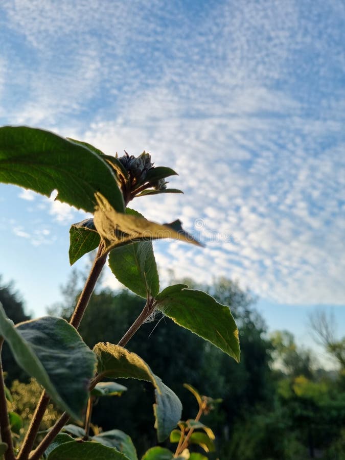 Patchy Clouds through Shrub Leaves Stock Image - Image of clouds, shrub ...