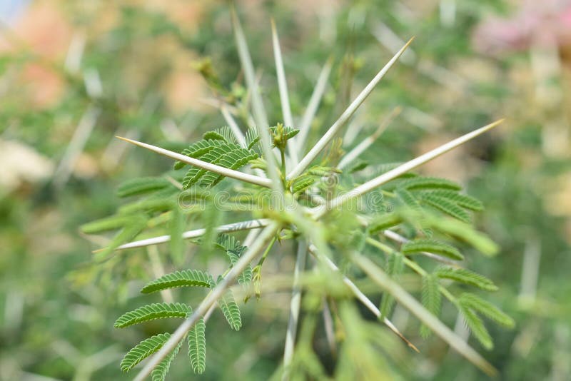 Closeup of Leaves and Thorn Stock Photo - Image of africa, nature ...