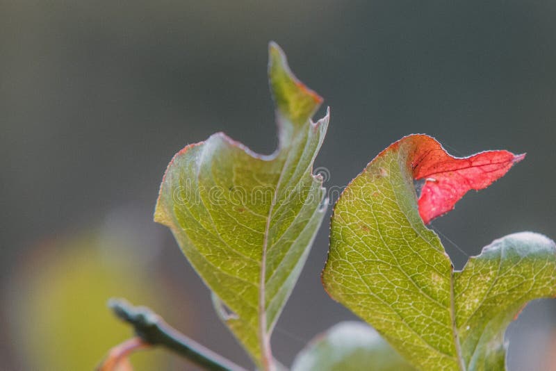 Closeup of Leaves on Tree Branch Stock Image - Image of branch, bright ... Closeup of Leaves on Tree Branch Stock Image - Image of branch, bright ...