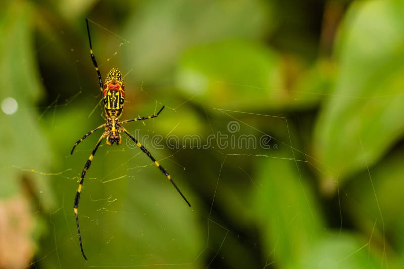 Yellow and Black Spider Catches a Caterpillar Stock Image - Image of ...