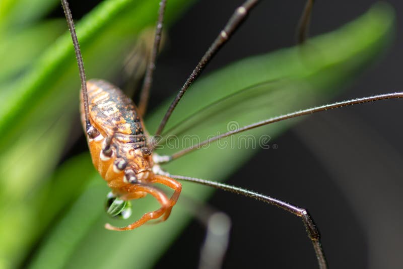 Closeup of a Leiobunum Insect on a Plant. Stock Image - Image of ...