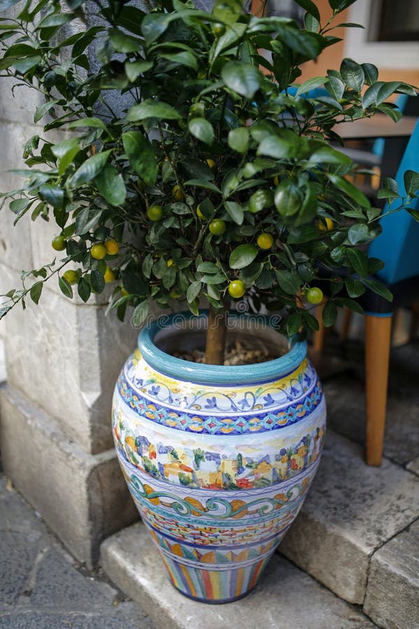 2,278 Lemon Tree Pot Stock Photos - Free & Royalty-Free Stock Photos ...