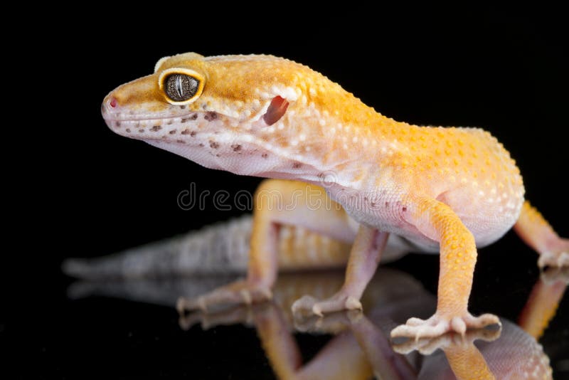 Closeup Leopard Gecko on Black Background Stock Image - Image of detail ...