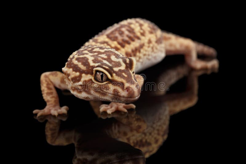 Closeup Leopard Gecko Eublepharis Macularius Isolated on Black ...