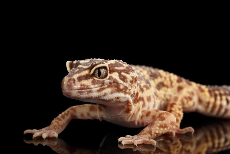 Closeup Leopard Gecko Eublepharis Macularius Isolated on Black ...
