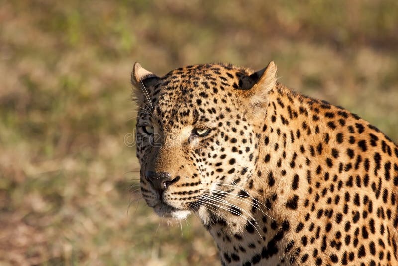 Closeup of Leopard Head in the Sunlight Stock Image - Image of power ...