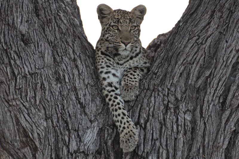 Closeup of a Leopard Lying on a Tree Under the Sunlight at Daytime in ...