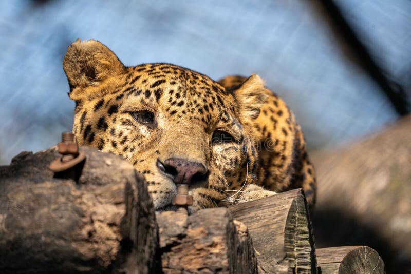 Closeup of a Leopard Relaxing while Placing Its Head on a Wooden Log ...