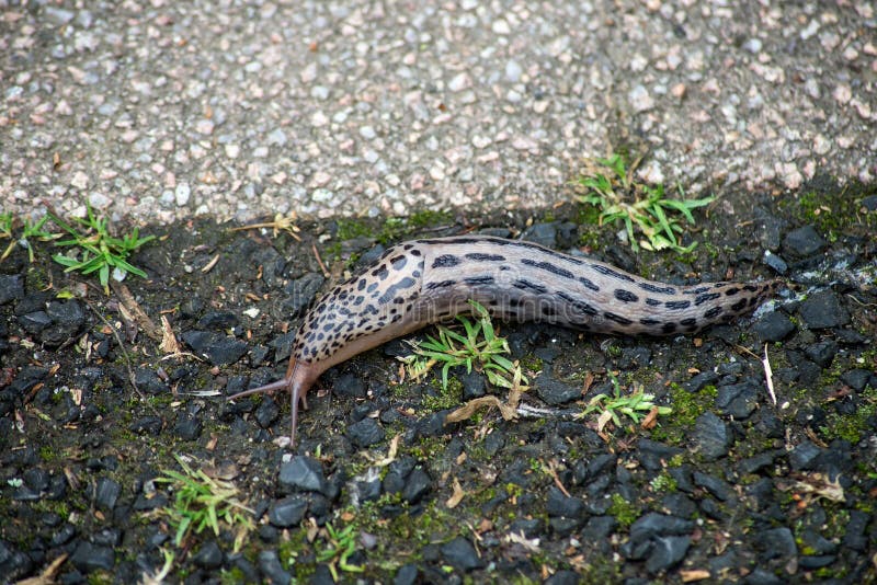 Leopard Slug on the Floor on Top View Stock Photo - Image of ...