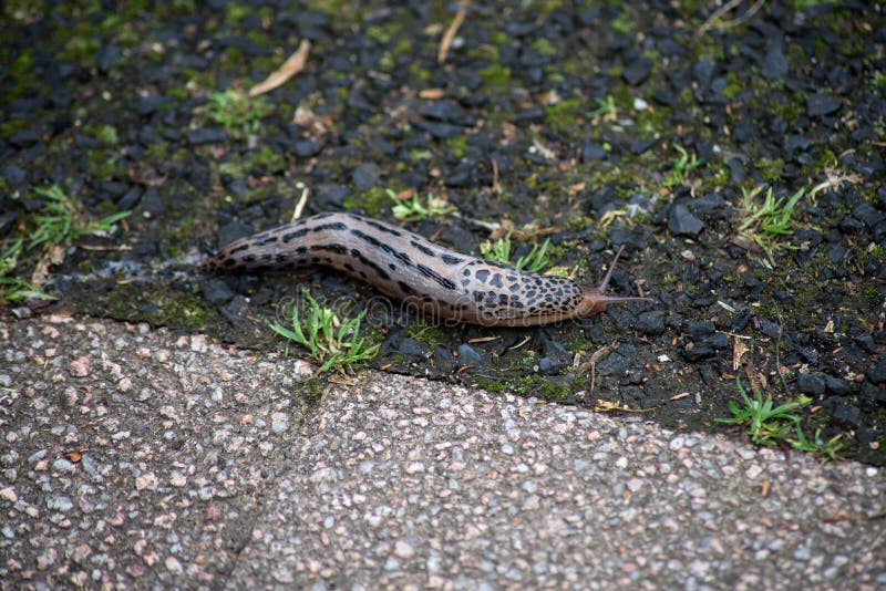 Leopard Slug on the Floor on Top View Stock Image - Image of black ...