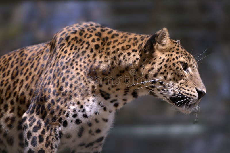 Leopard Profile Stock Photos - Download 1,398 Royalty Free Photos