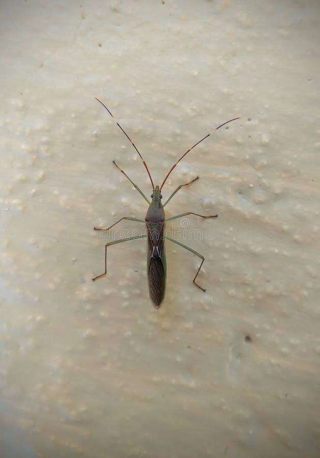 Bug in the ear stock photo. Image of curve, macro, nature - 12749468