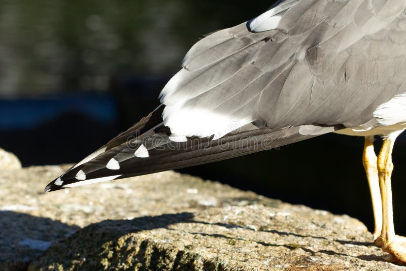 Closeup of a Lesser Black-backed Gull Tail Outdoors during Daylight ...