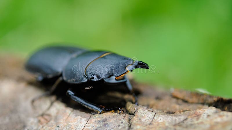 Closeup of a Lesser Stag Beetle (Dorcus Parallelipipedus) Stock Image ...