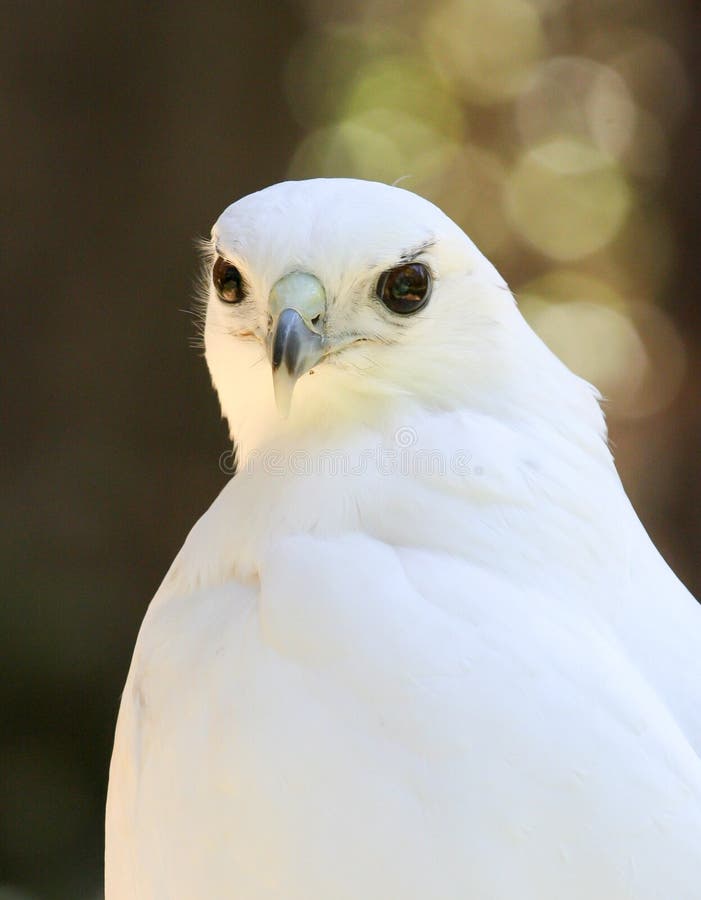 Leucistic White Red-Tailed Hawk Stock Image - Image of prey, fowl ...