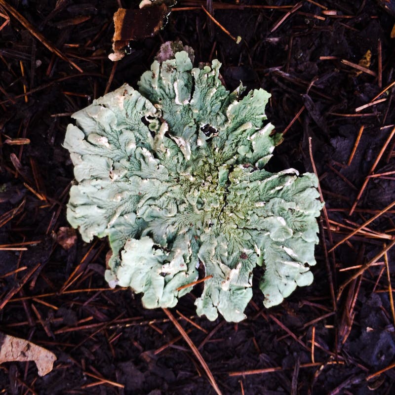 Closeup of a Lichen stock image. Image of wavey, moss - 71097029