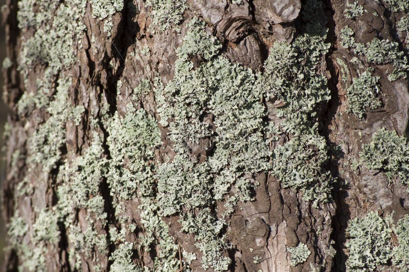 Closeup of Lichen on a Pine Tree in Sunlight Stock Image - Image of ...