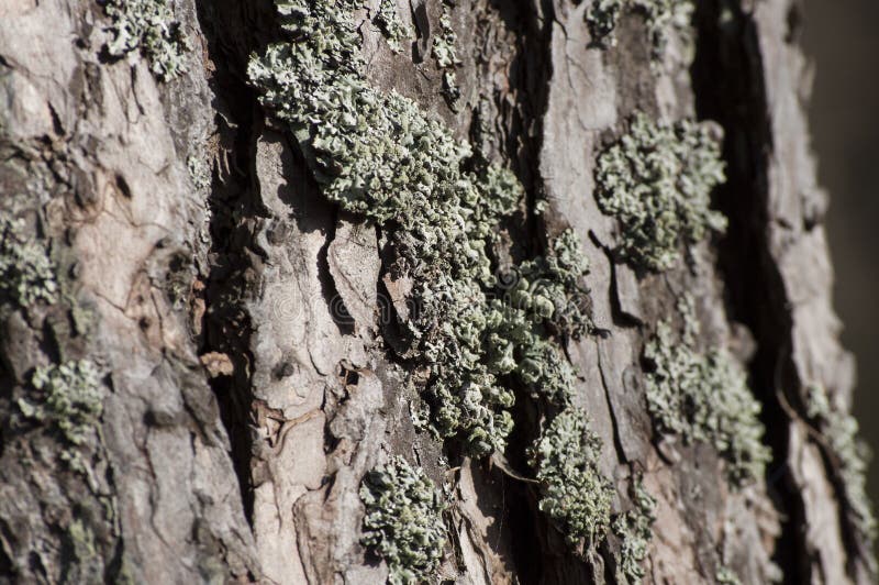 Closeup of Lichen on a Tree Stock Photo - Image of detail, pine: 92635206