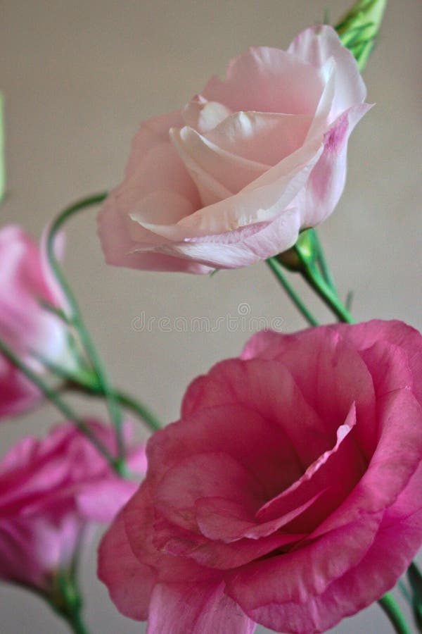 Pink Roses stock photo. Image of dark, nature, summer - 104862840