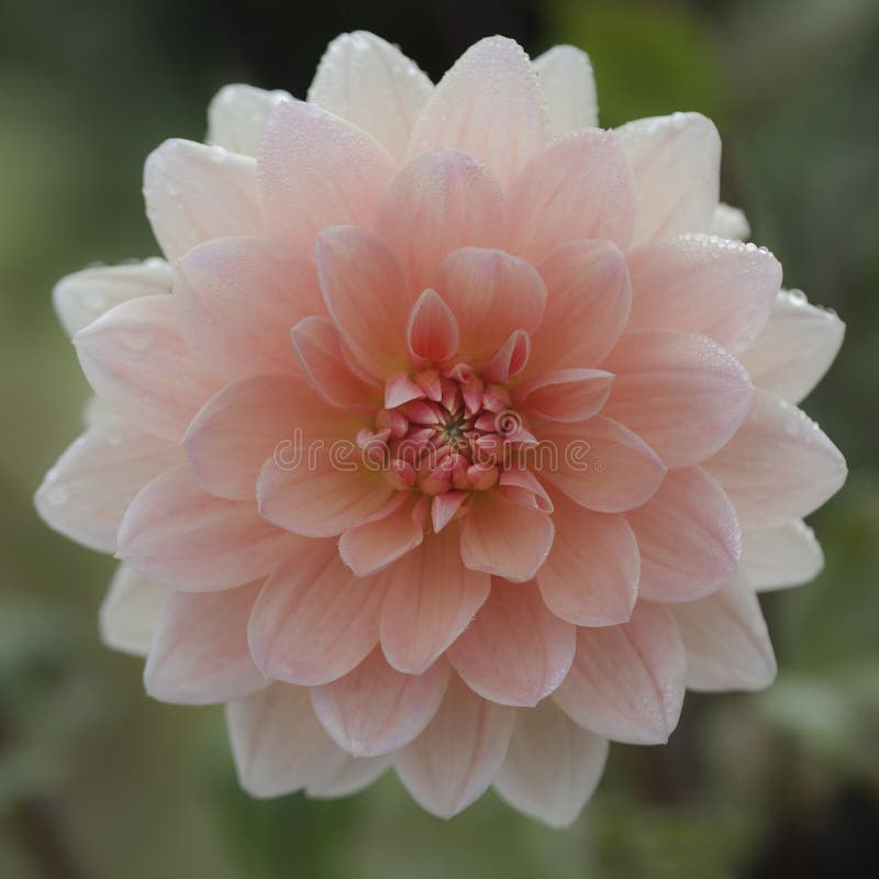 A Closeup of Light Pink Dahlia Flower Stock Image - Image of gentle ...